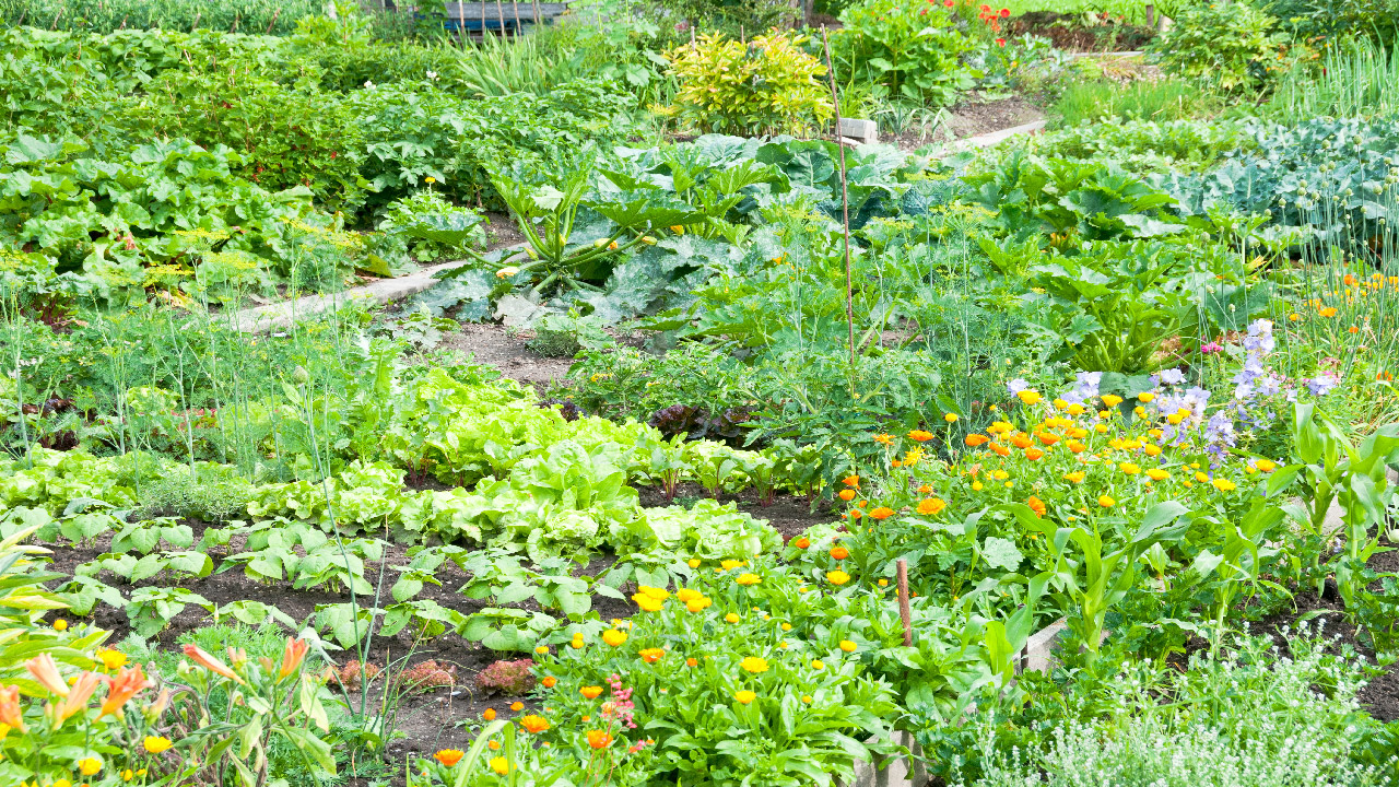 Companion Planting 101: How to Plan and Grow a Successful Garden ...
