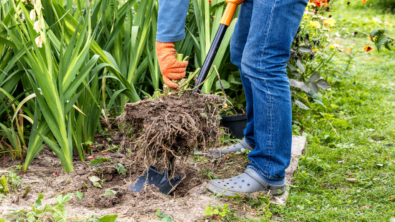 Dividing Perennials: The Key to a Lush and Expanding Garden - DripWorks