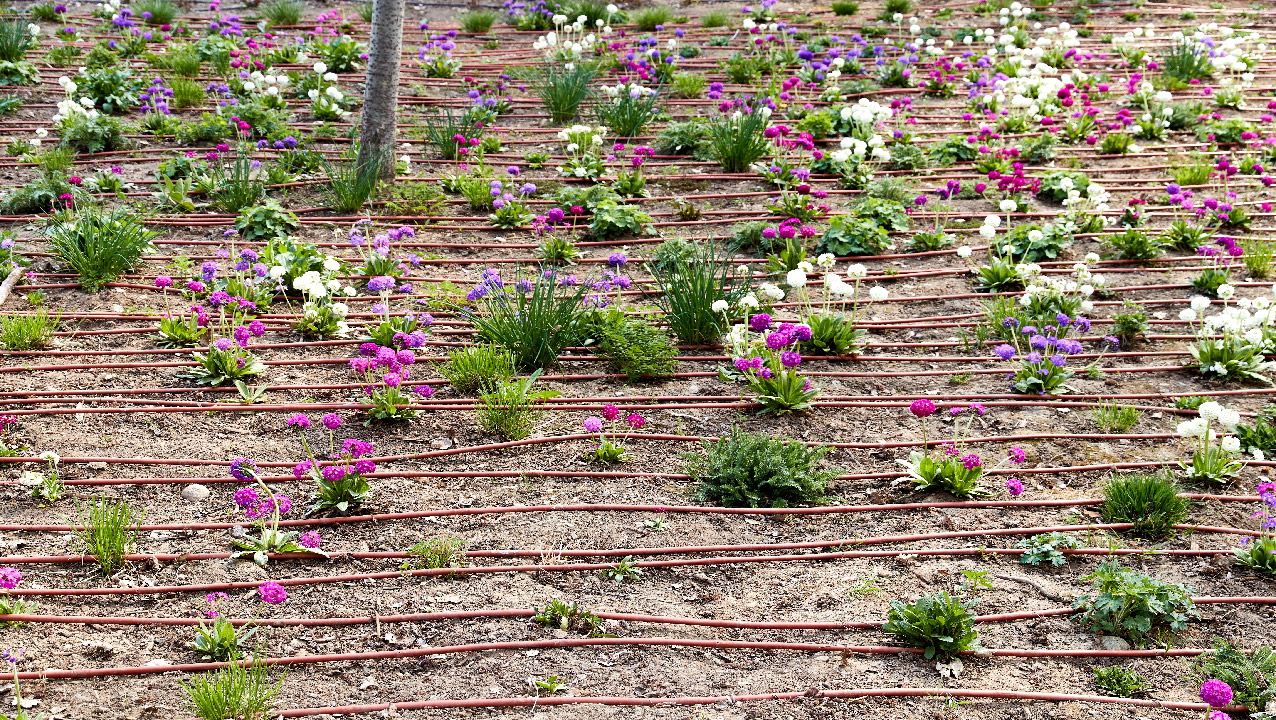 How to Use Drip Irrigation in a Flower Garden - DripWorks