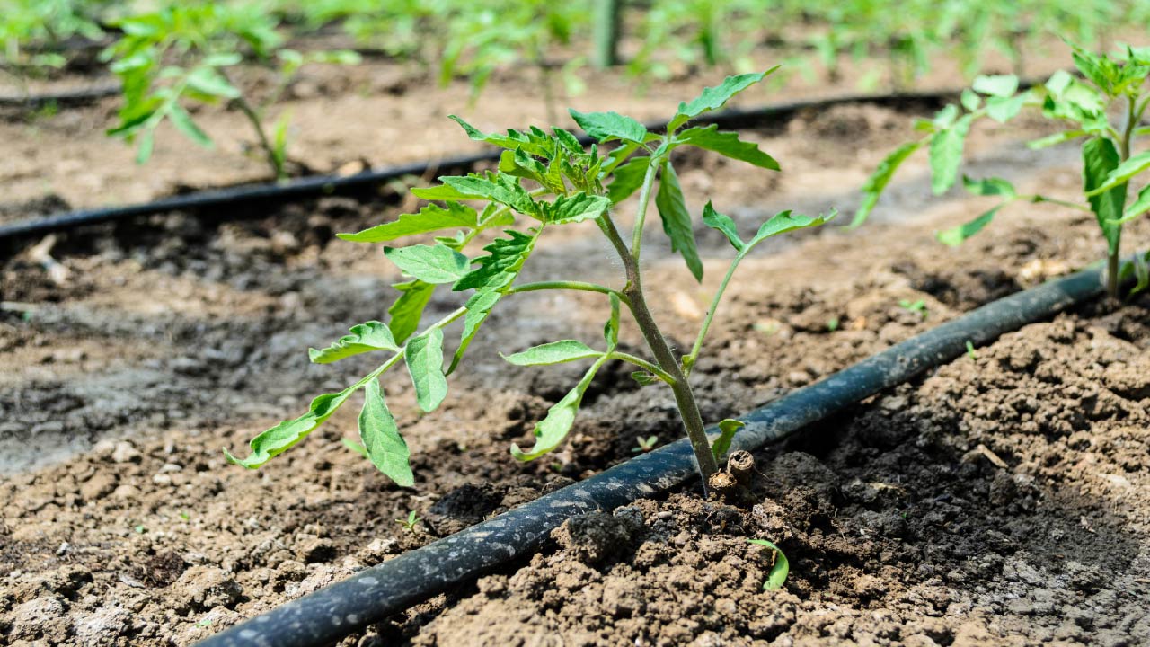 Drip Irrigation System Installation Tips for Beginners - DripWorks