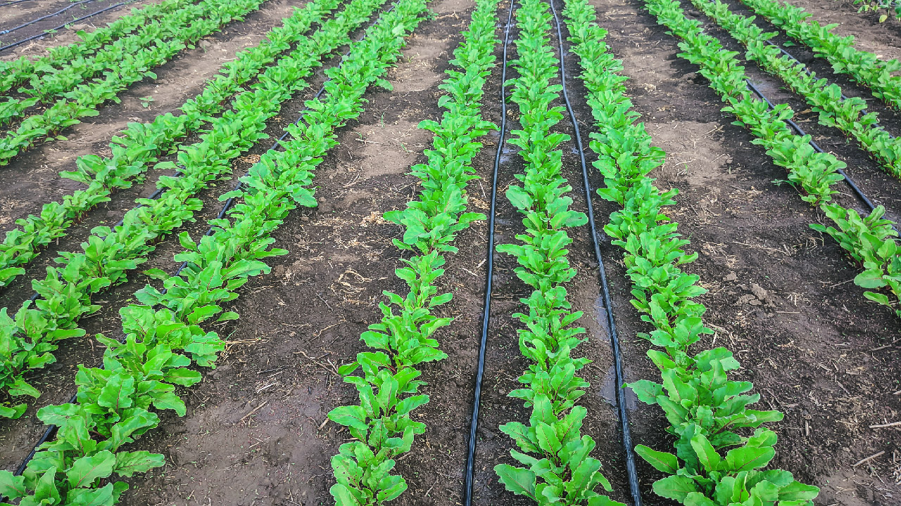 5 Affordable and Effective Drip Irrigation Kits for Every Garden ...