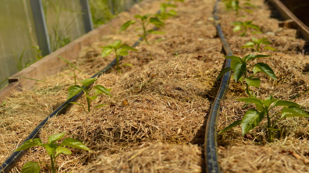 How To Set Up a Drip Irrigation in Your Garden for Beginners - DripWorks