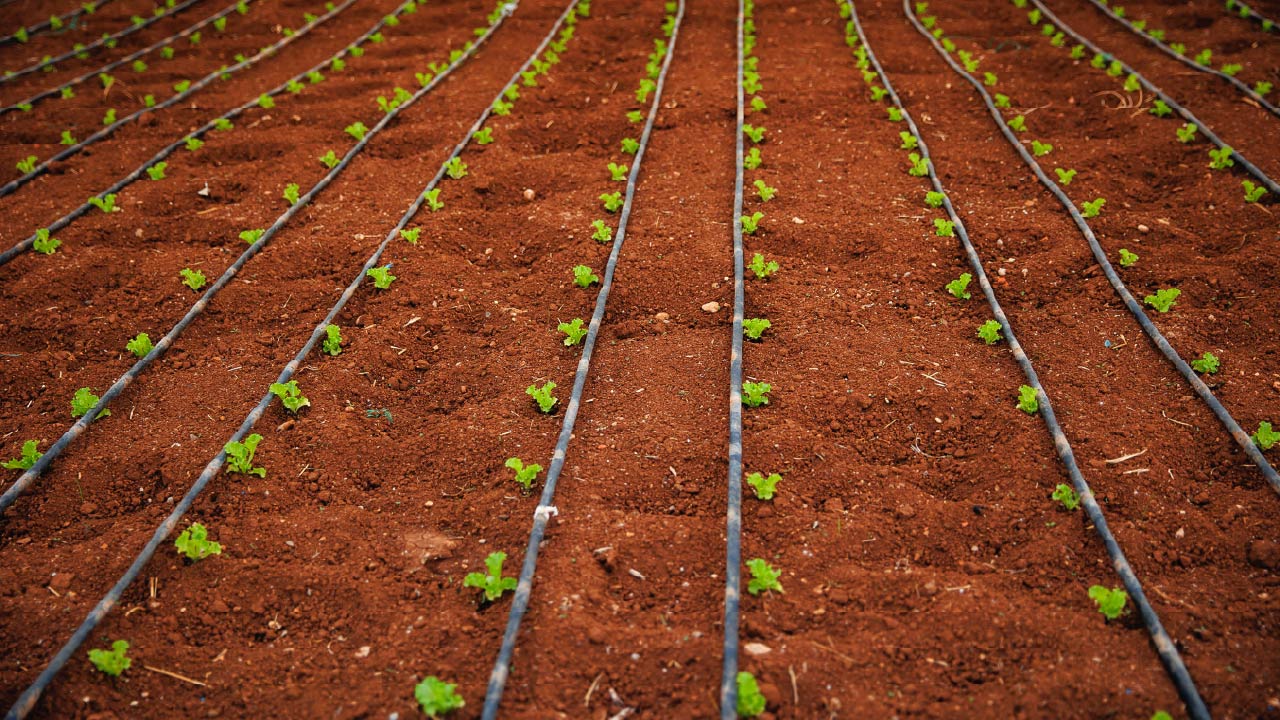 Top 5 Easy-to-Use Drip Irrigation Systems for Beginners - DripWorks
