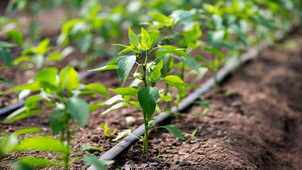 Irrigation Systems Clogged Up