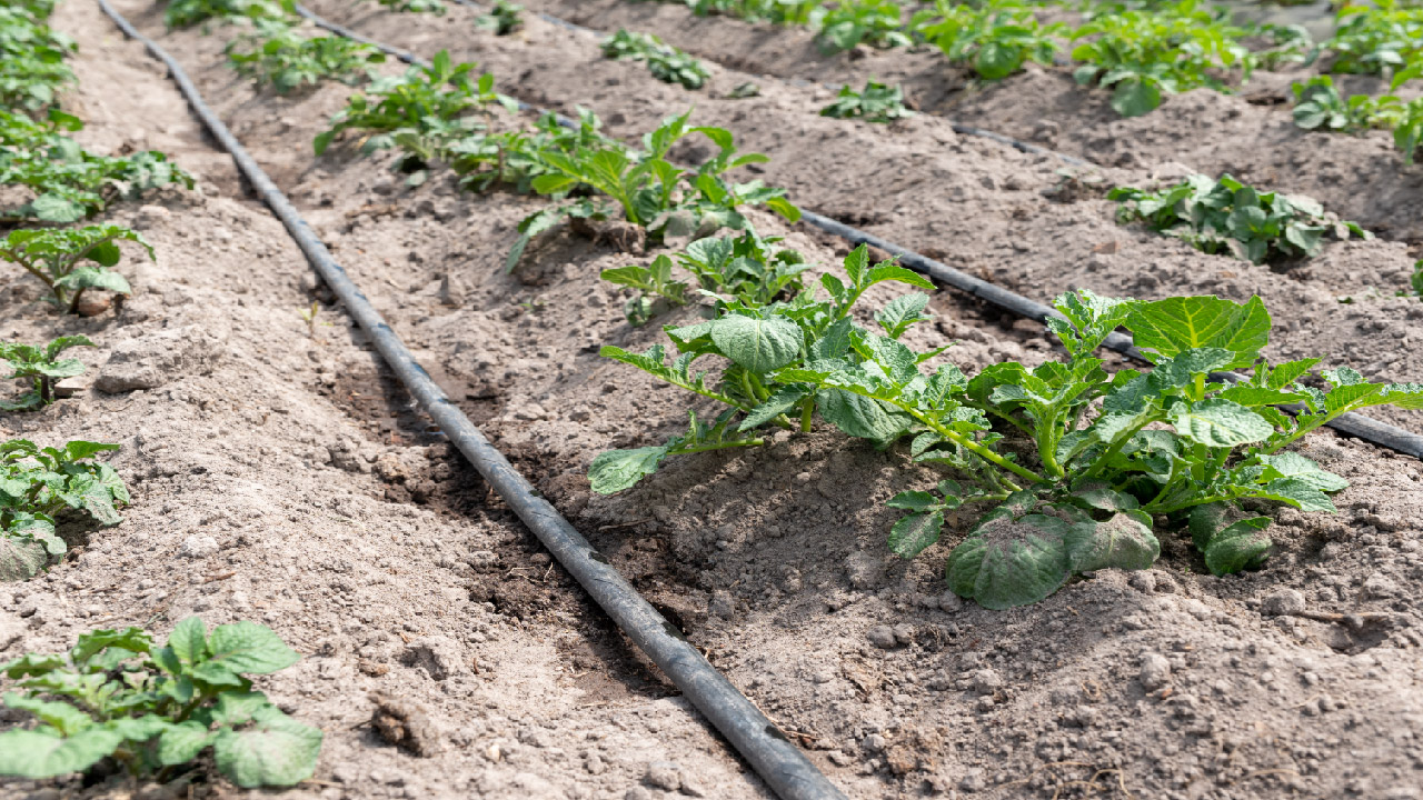 Drip Irrigation Vs. Traditional Watering Methods: A Comparative Study ...