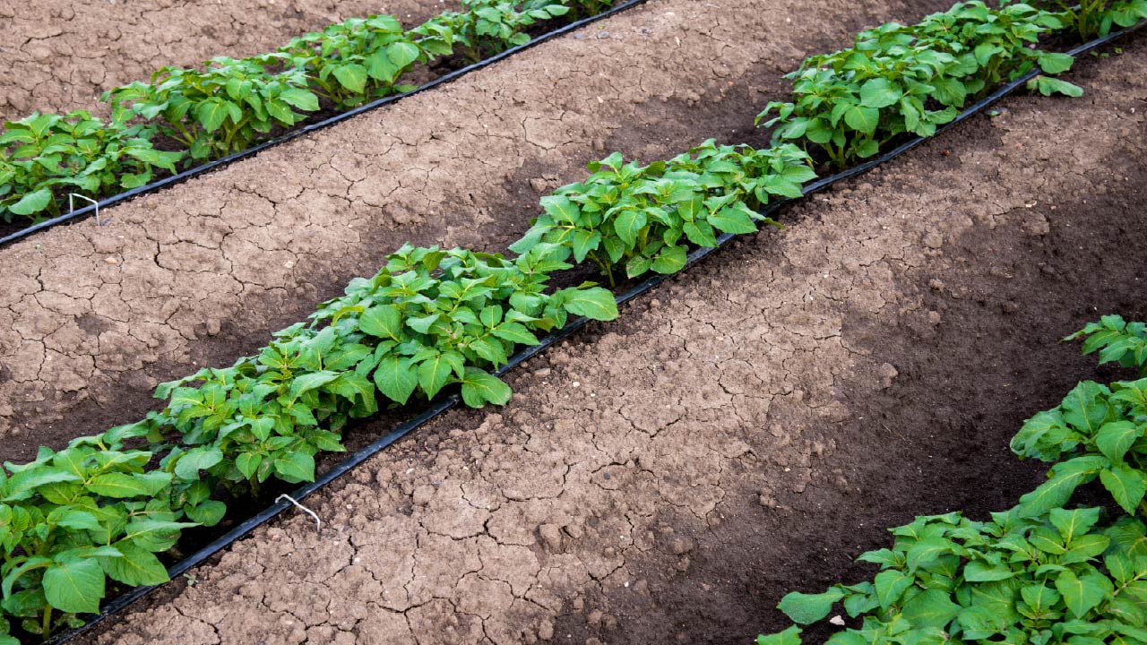 Drip Irrigation Installation for Beginners: Easy DIY Setup Guide ...