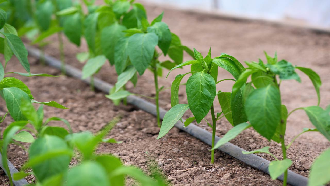 How to Winterize Your Drip Irrigation System - DripWorks