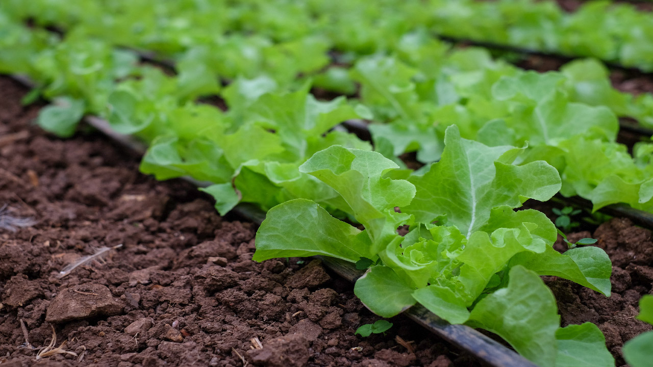 Everything About Essential Row Crop Irrigation Products - DripWorks