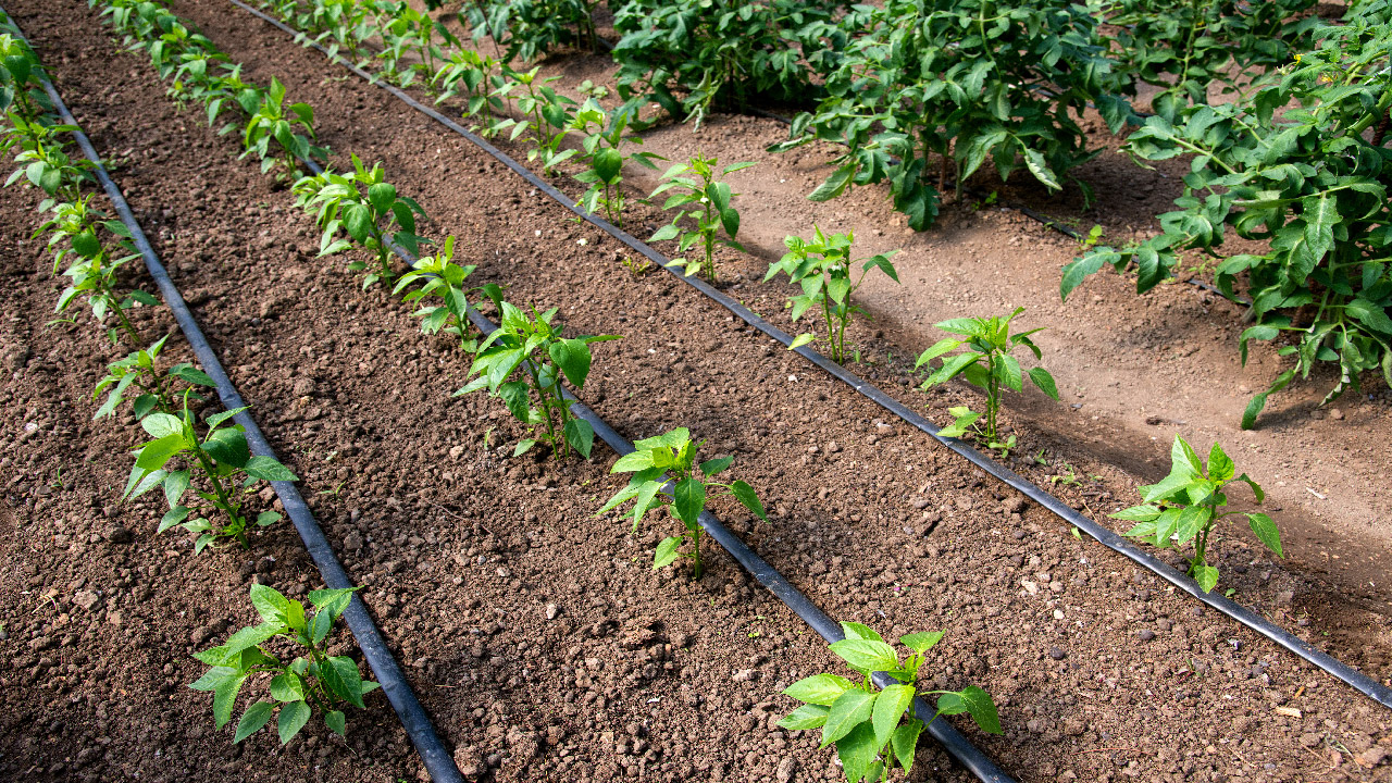 What Are Common Parts of a Drip Irrigation System? - DripWorks