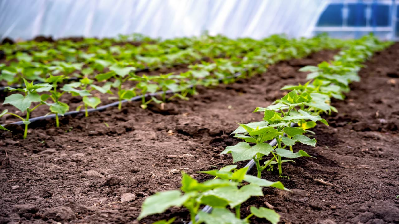 Drip Irrigation System vs. Soaker Hoses: Which is Better for Your ...