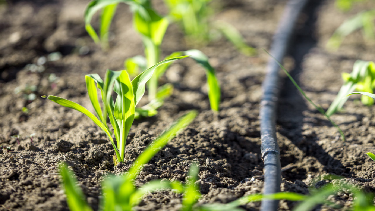 Installing a Micro Irrigation System - DripWorks