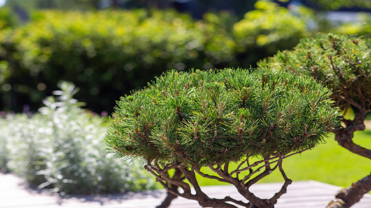 12 Dwarf Ornamental Trees for Your Yard - DripWorks