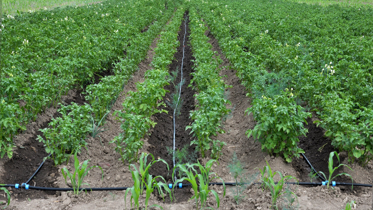 Easy Loc and Drip Tape Fitting Installation Tips - DripWorks