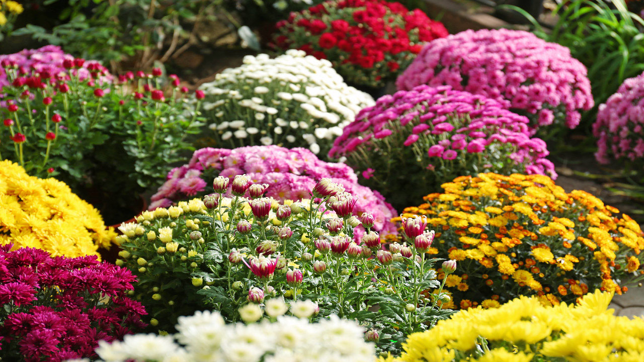 10 Flowering Shrubs for Your Fall Garden - DripWorks