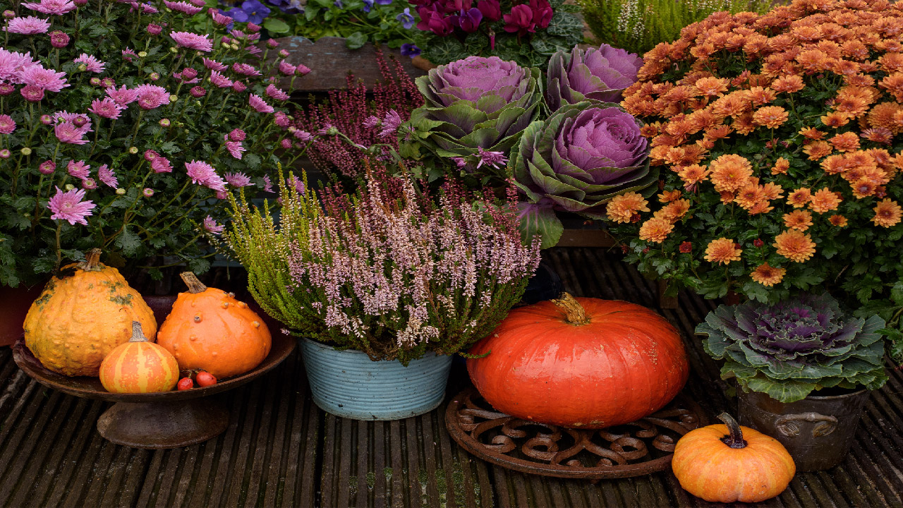 Fall Gardening Tips That Actually Work - DripWorks