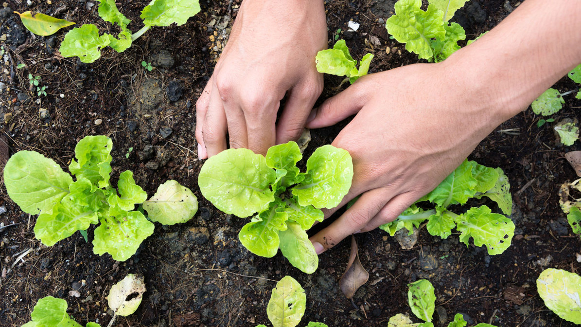 Fertilization Methods for a Successful Garden - DripWorks