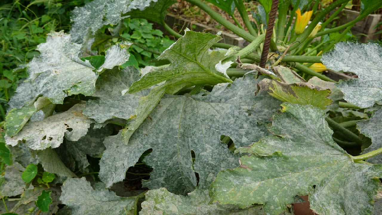 4 Natural Remedies to Get Rid of Fungal Disease in Your Plants - DripWorks