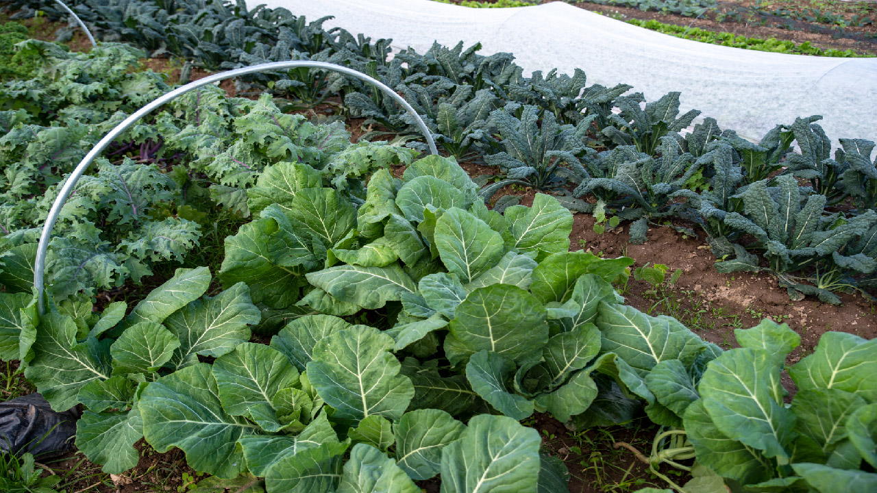 Top Ten Vegetables for Your Garden 2023 - DripWorks