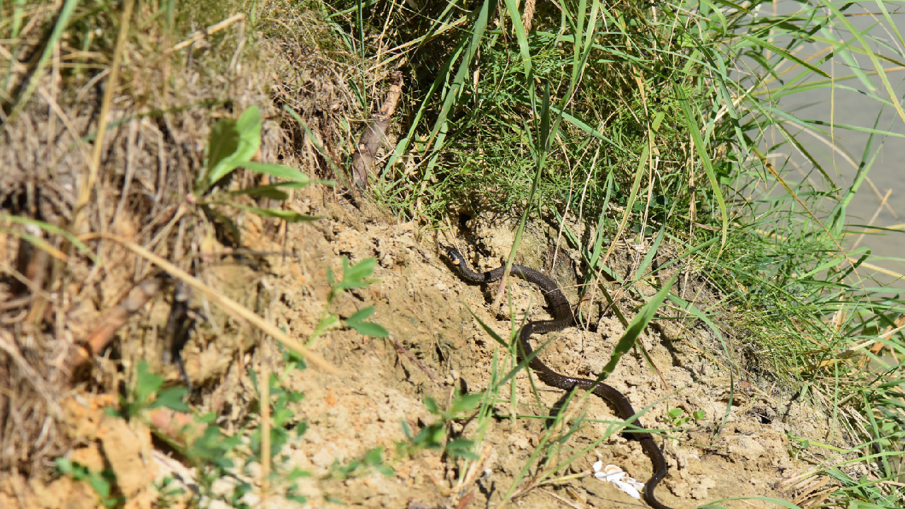 Identifying Garden Snakes - DripWorks