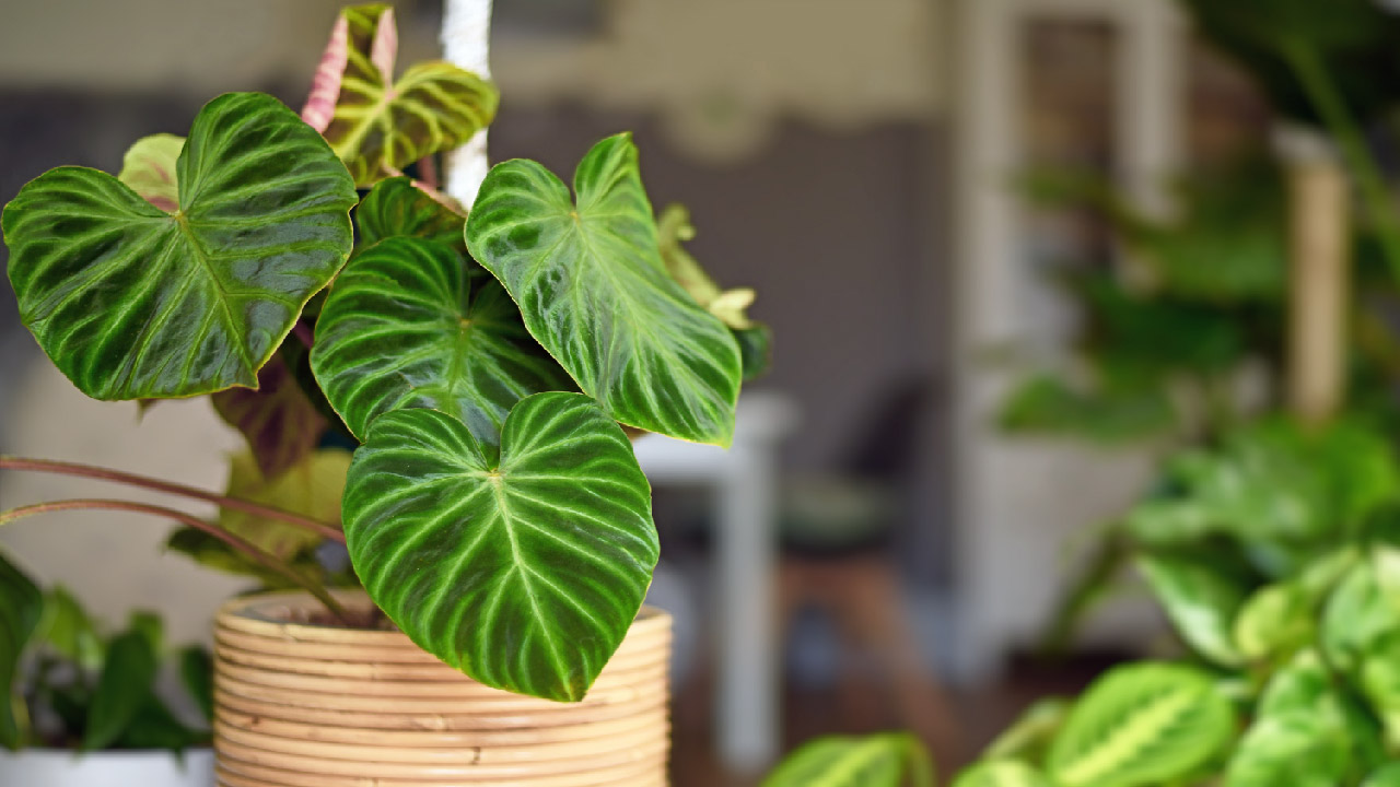 11 Best High Humidity Plants for Your Home - DripWorks