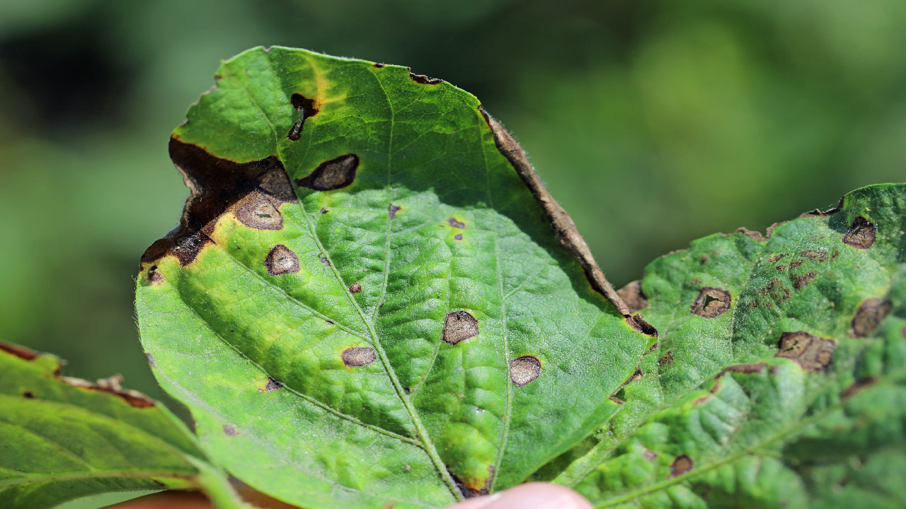 10 Common Plant Diseases and How to Treat Them - DripWorks