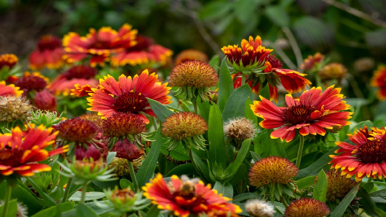 Top 20 Native Plants Every Gardener Should Know - DripWorks