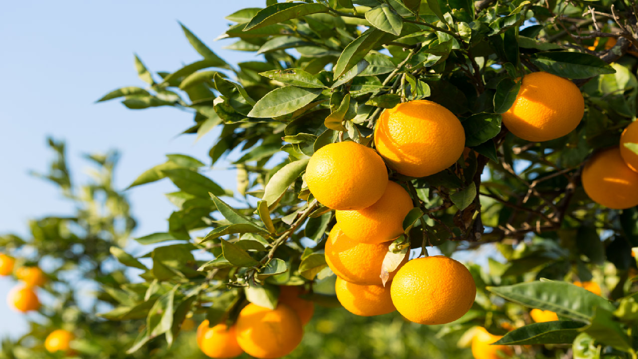 The 5 Most Popular Fruits in the U.S. and How to Grow Them - DripWorks