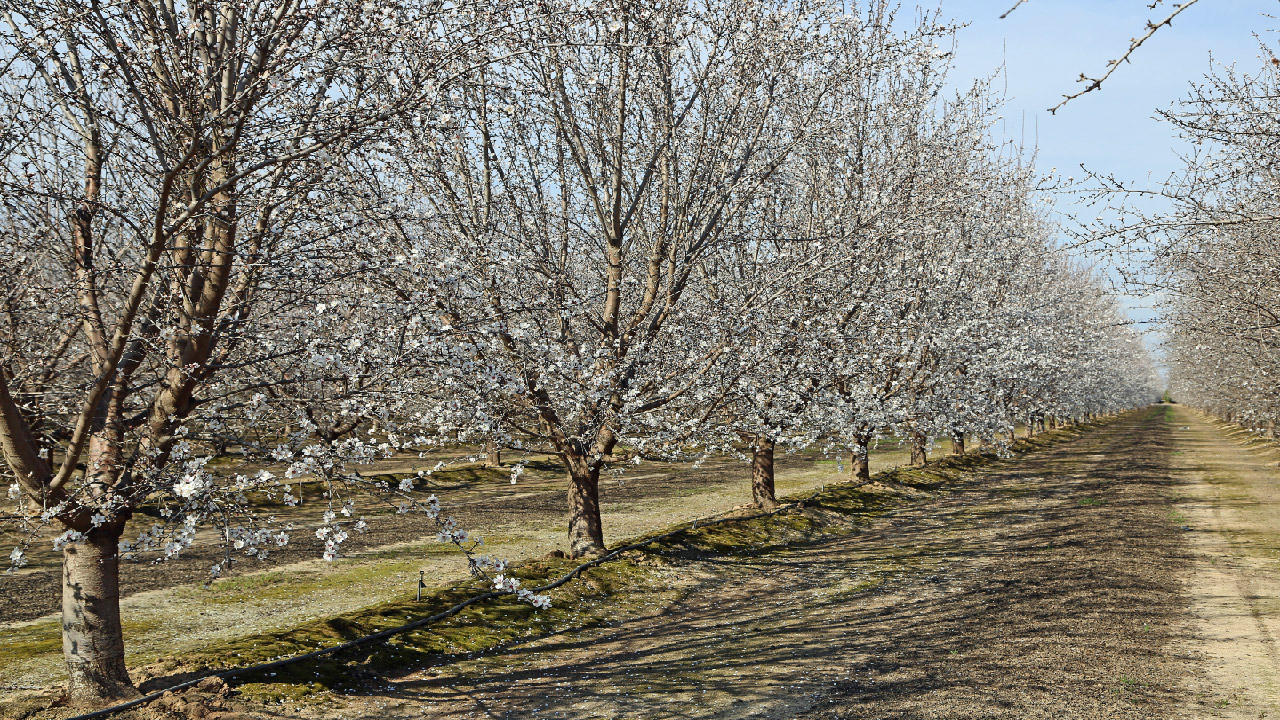 Deep Tree Watering Stakes - DripWorks