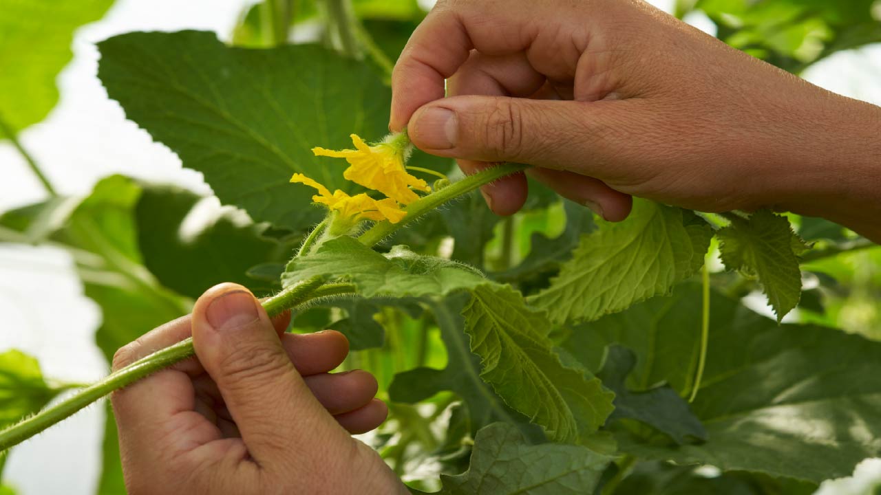 Hand Pollinate Your Plants: Tips for Beginners - DripWorks