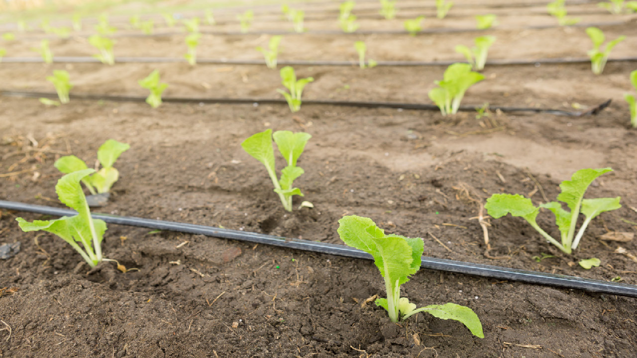 Top 15 Drip Irrigation Questions - DripWorks