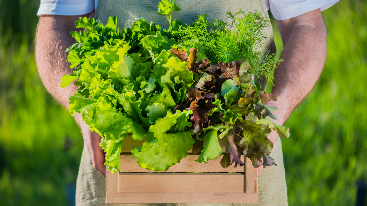 Salad Season: Grow Your Own - DripWorks