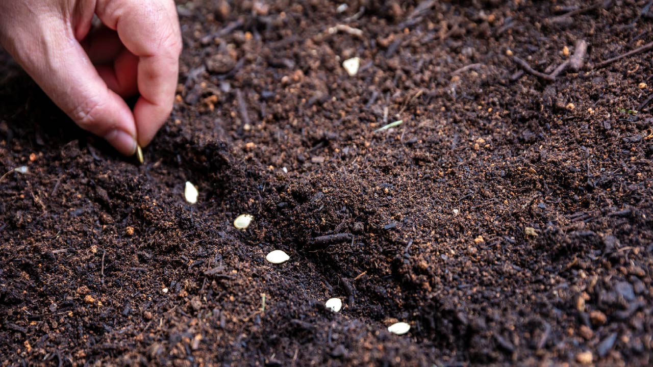 A Seed Spacing Guide: How to Avoid Overcrowding in Your Garden - DripWorks