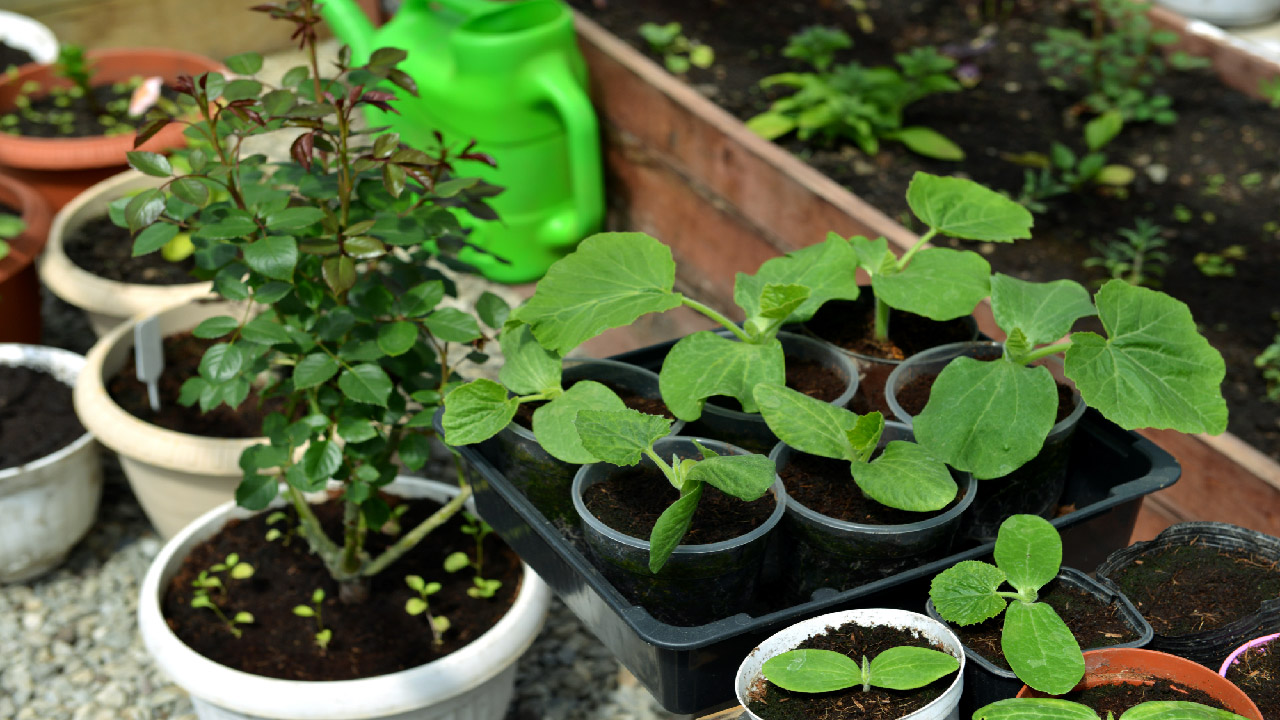 The Beginner’s Guide to Growing an Early Spring Vegetable Garden ...