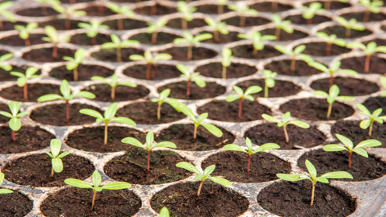 5 Seed Starting Tips - DripWorks