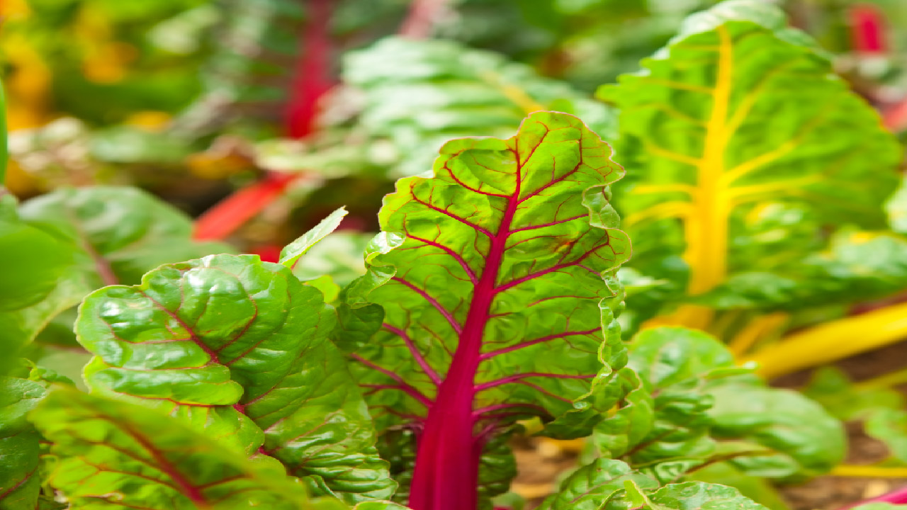 Swiss Chard: Why should it be in your Garden - DripWorks