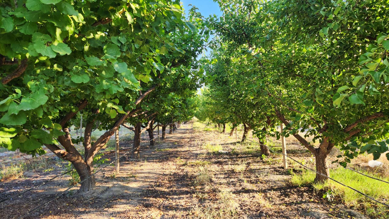 How to Take Care of Trees During a Drought - DripWorks