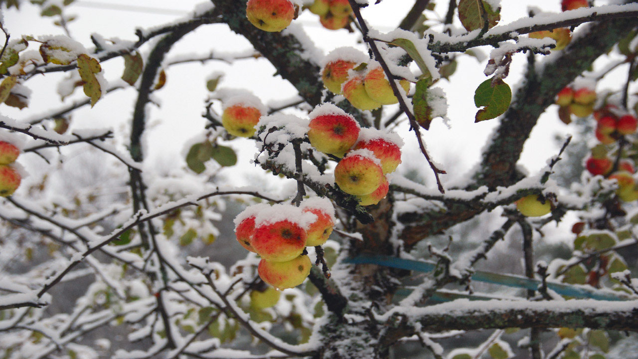 Winterizing Fruit Trees: Top 5 Tips for Winter Care - DripWorks