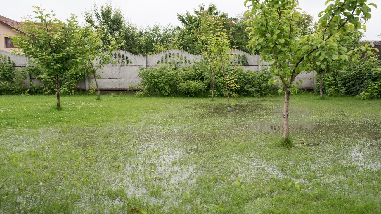 Tips That Will Help You Improve Your Garden’s Drainage - DripWorks