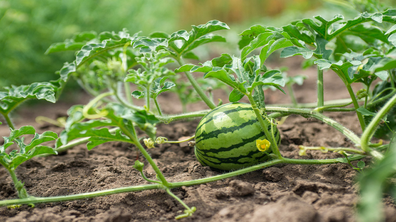 Top 10 Questions about Watermelons - DripWorks