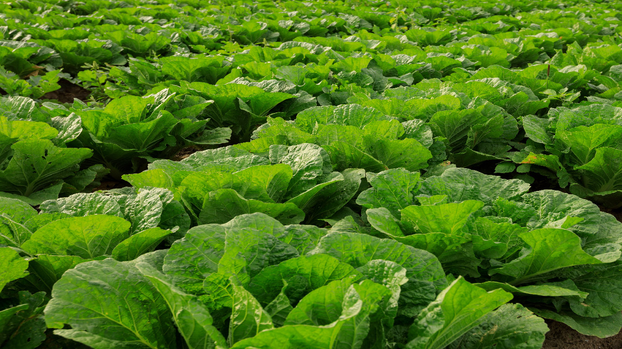 10 Easy to Grow Winter Crops - DripWorks