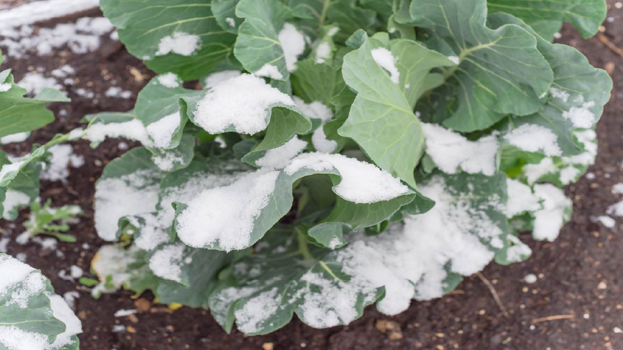 Essential Tips for Preparing Vegetable Gardens for Cold Weather - DripWorks