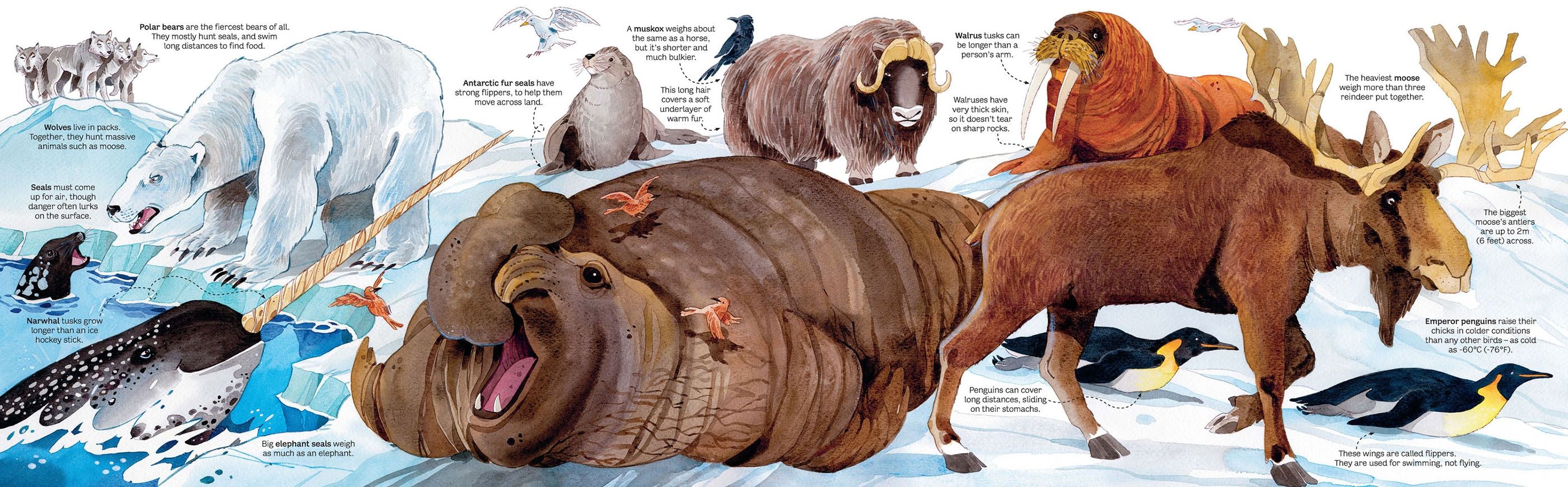 Usborne - Big Book of Animals | Discount Toy Co