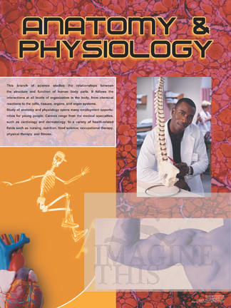 Anatomy & Physiology Poster