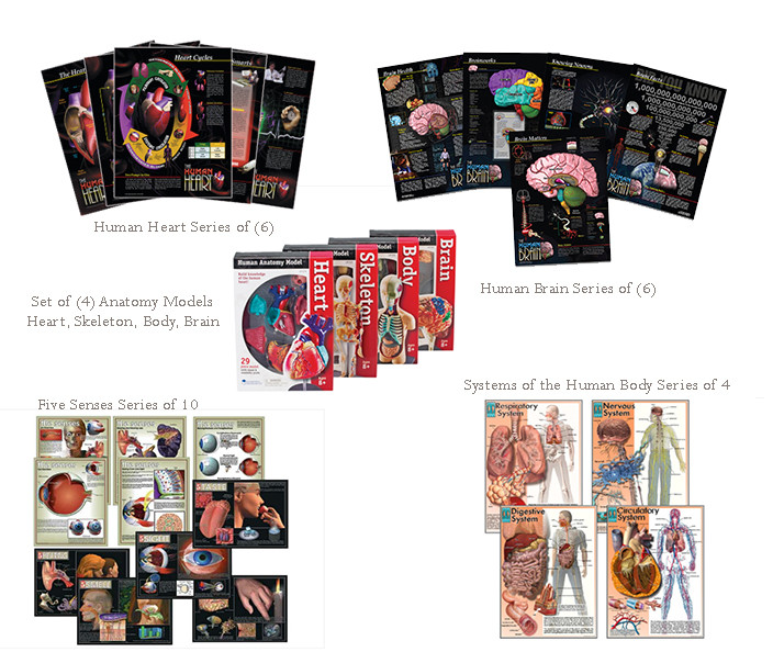 4 Human Anatomy/Biology Poster Sets with (4) Different Anatomy Models
