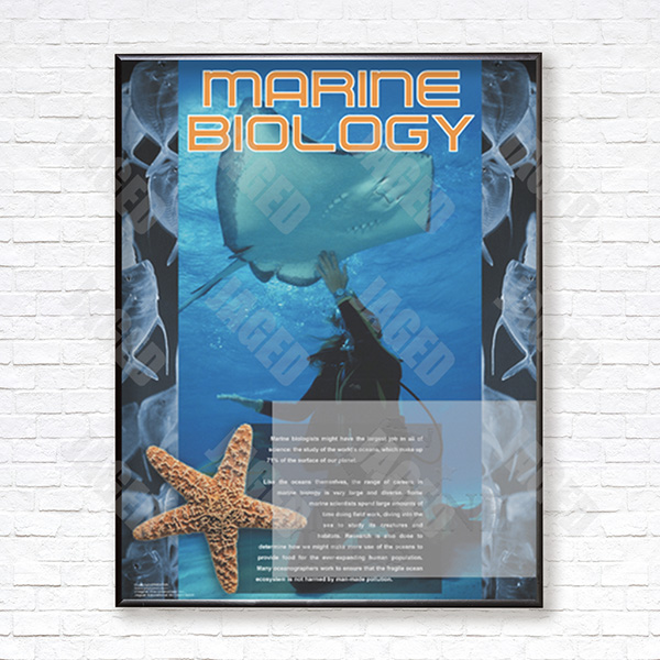 Marine Biology Poster