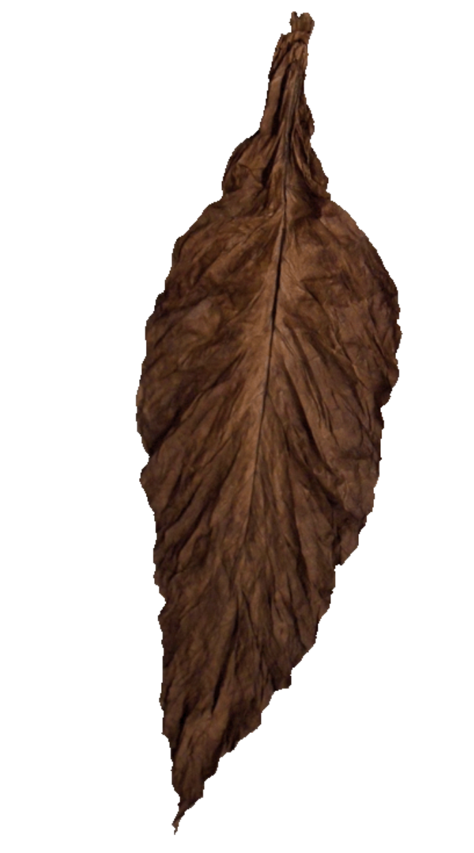 Wholesale **UNCLEANED** Dark Fronto Leaves By The Pound | | The Real Grabba