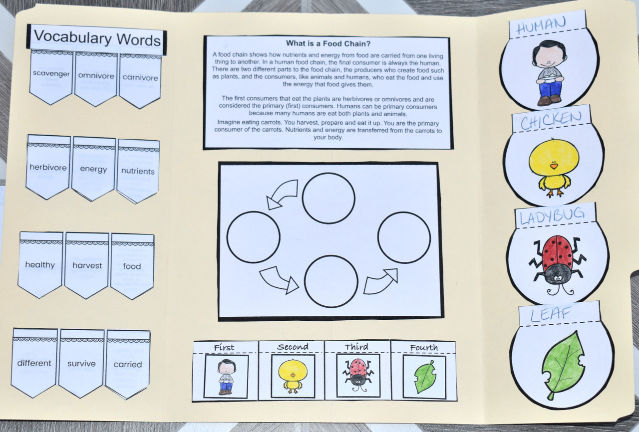 Lapbook Human Food Chain