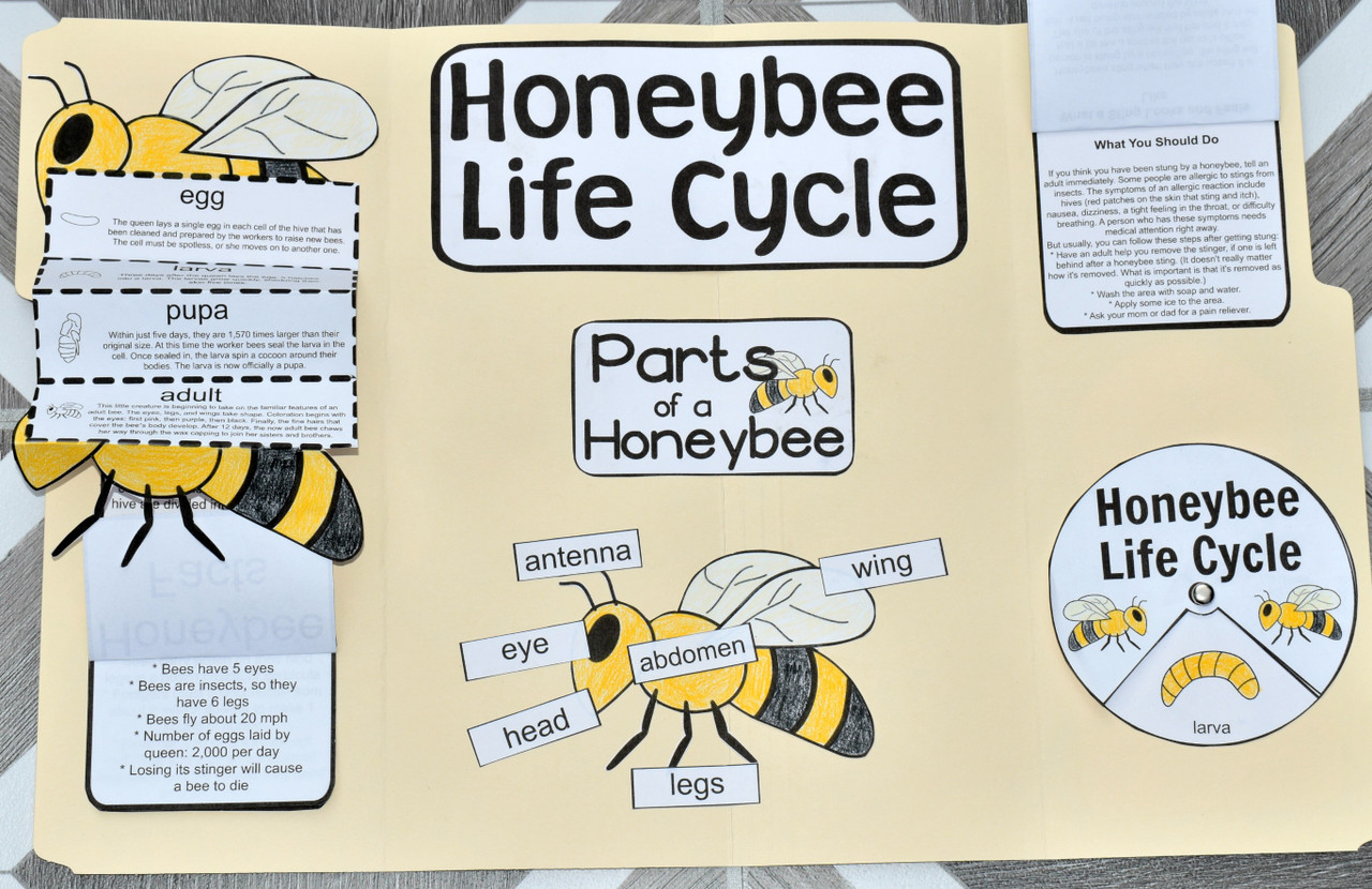 Bee Life Cycle Lapbook