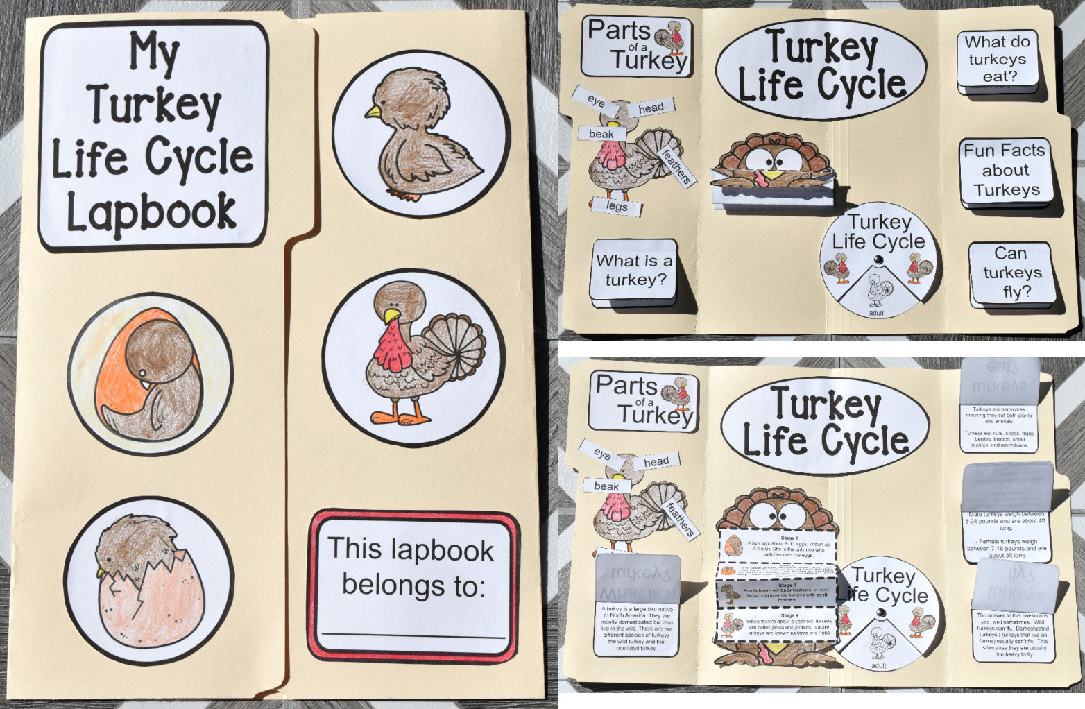 Free Turkey Life Cycle Lapbook