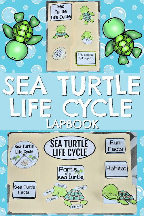 Sea Turtle Cycle Lapbook